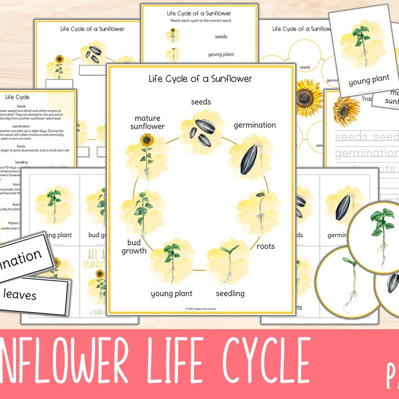 Sunflower Life Cycle Clip Art - Etsy