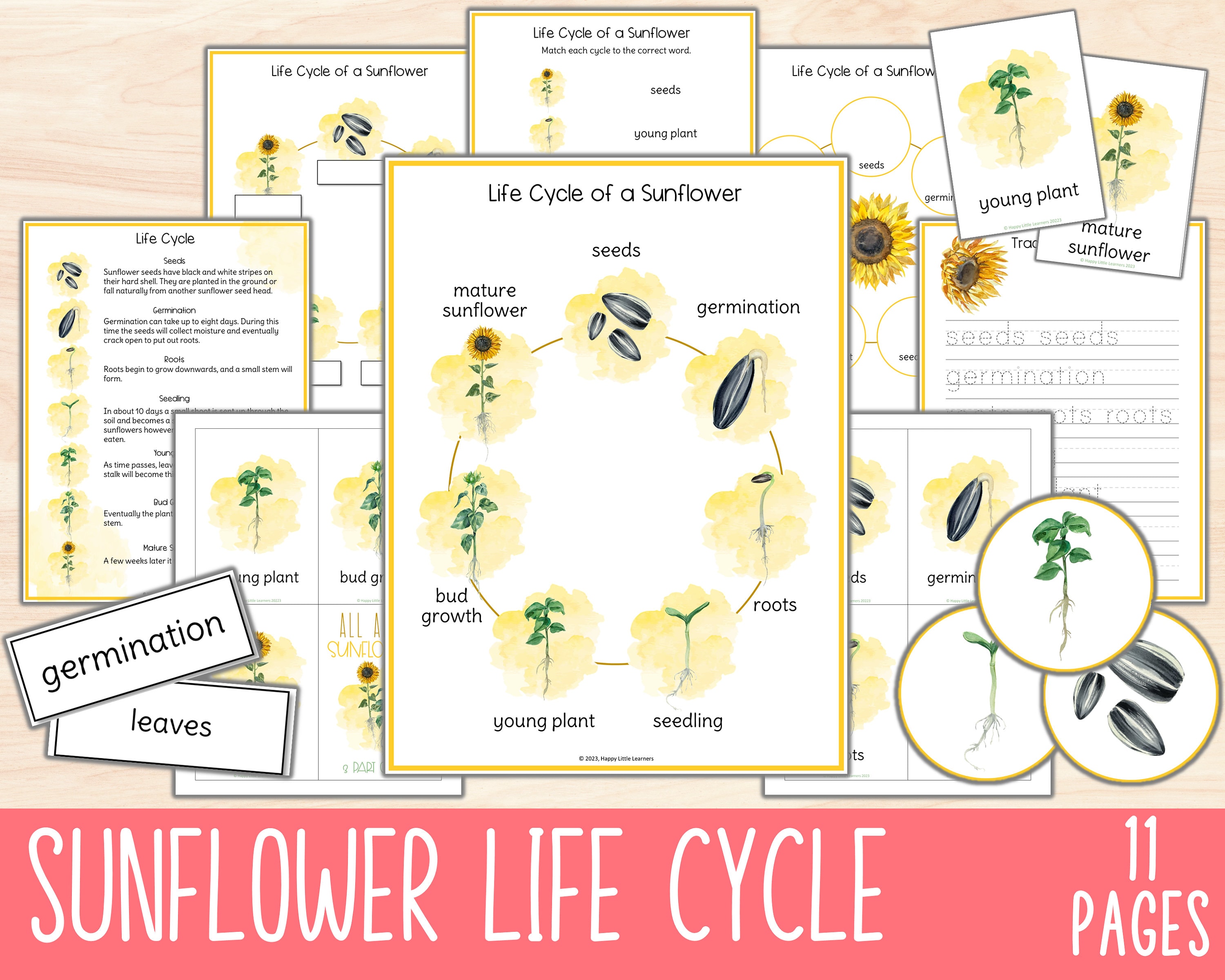 Sunflower Life Cycle Unit, Charlotte Mason Nature Study Printables ...