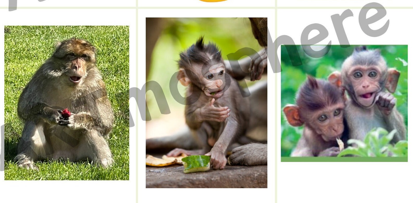 Monkey Playing Cards, Animal Snap Cards, Little Leo Book Merch, Little ...