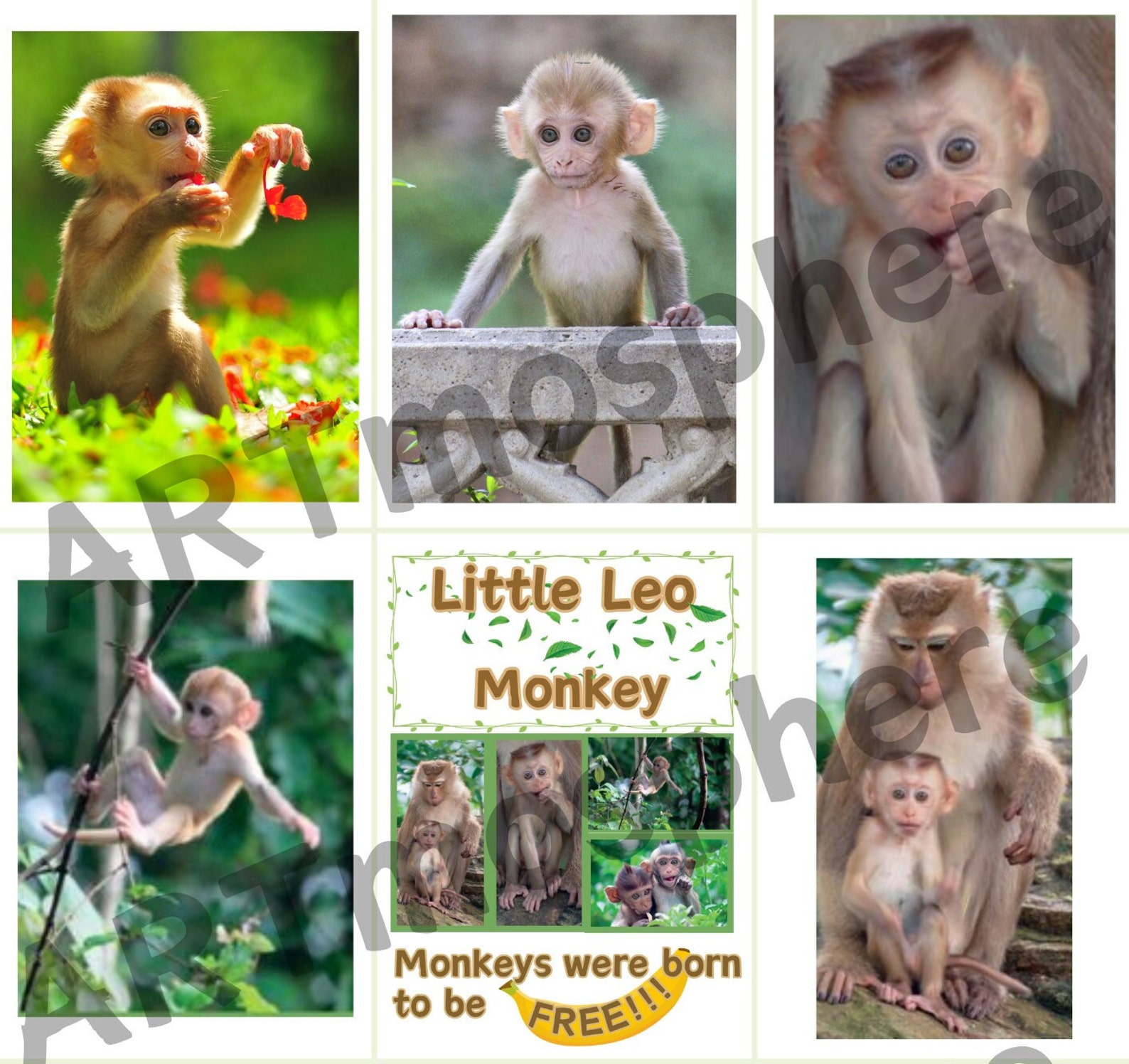 Monkey Playing Cards, Animal Snap Cards, Little Leo Book Merch, Little ...