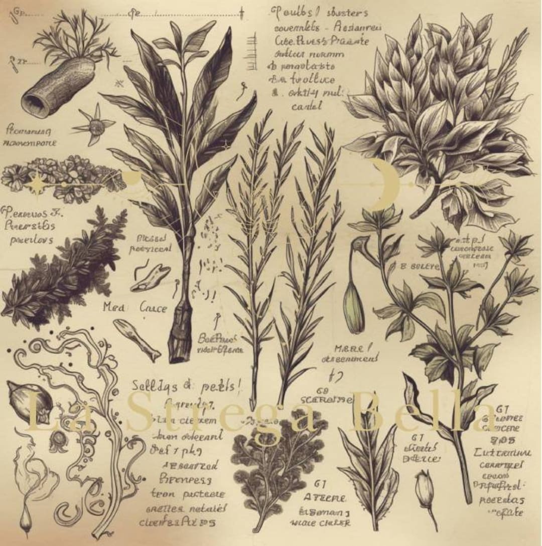 THREE - Wicca and Witch Prints - Herbs and Botanical - Instant Digital ...