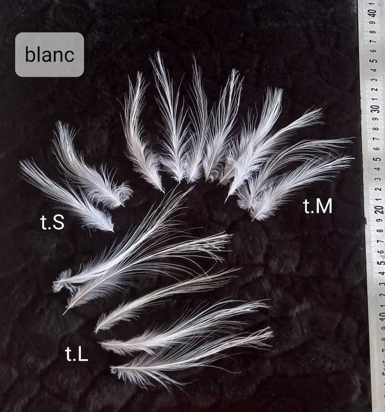 Beautiful Heron Feathers (n1-4) - Natural Colors: White, Beige, Light ...