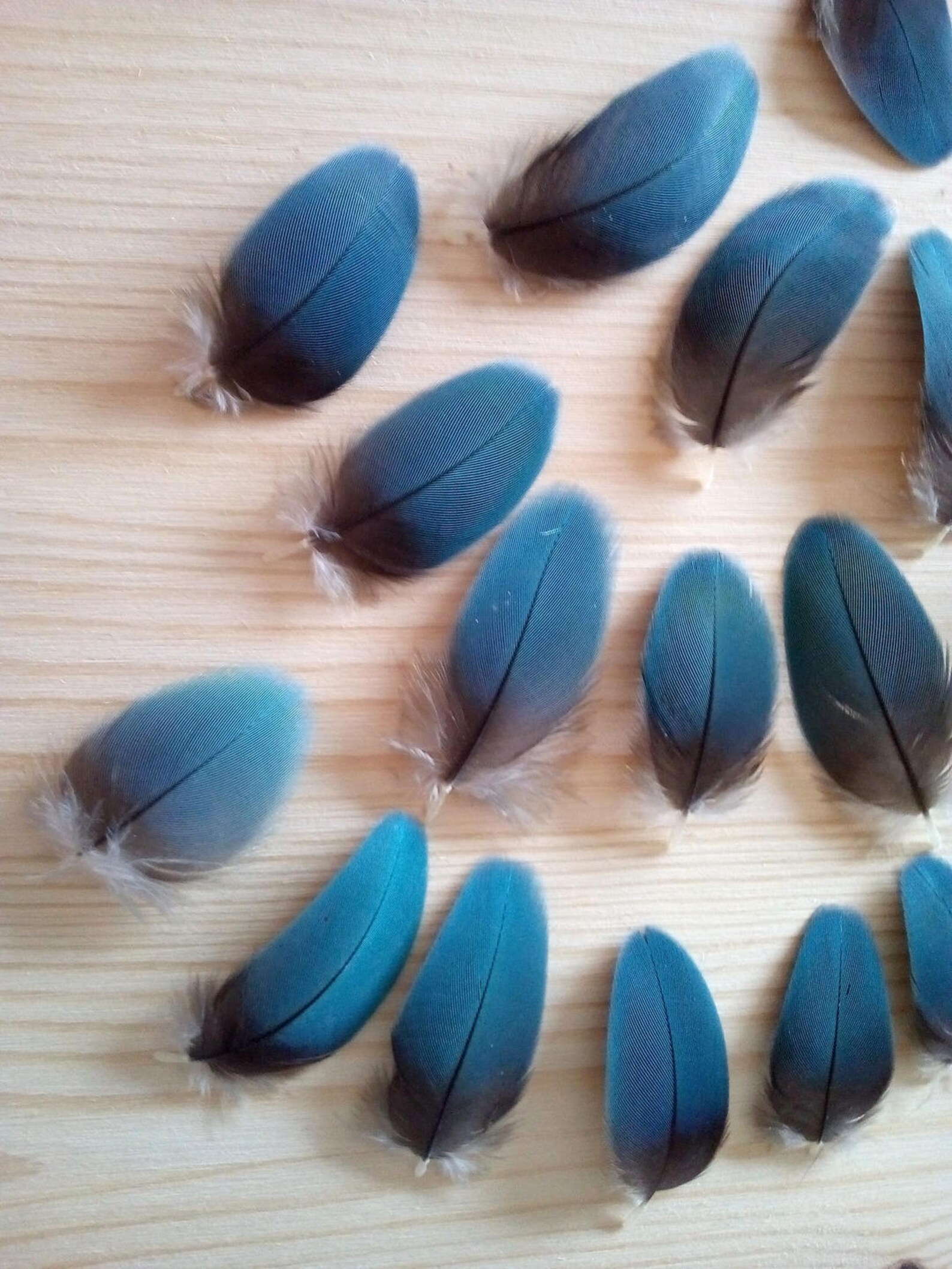 X4 raras plumas de color natural: azul turquesa forma de | Etsy