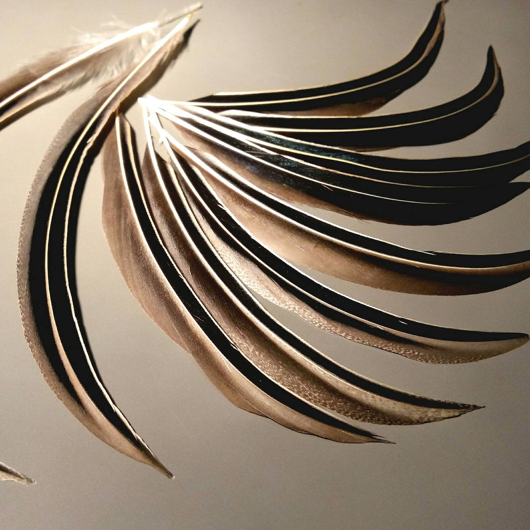 RARE - Large Duck Lancets - Natural Feathers - Etsy