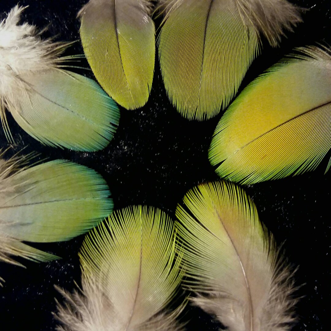 RARE Superb Natural Parrot Feathers Colors n14.3: Iridescent Green ...