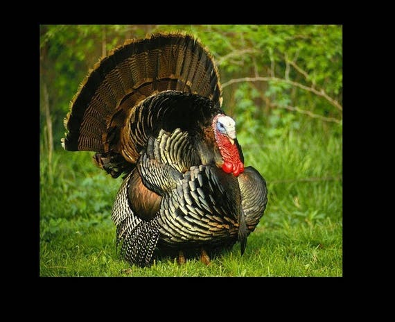 Turkey Feathers Colors