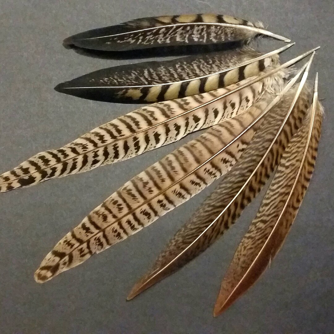 Large Pheasant Wing and Tail Feathers 1/2 colchid - Etsy