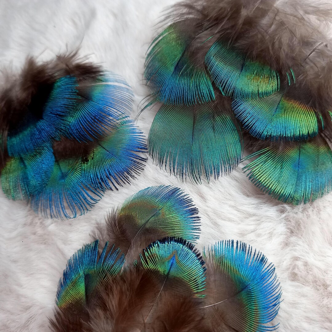 RARE - Peacock Feathers - Natural Color: Beautiful Iridescent Turquoise ...