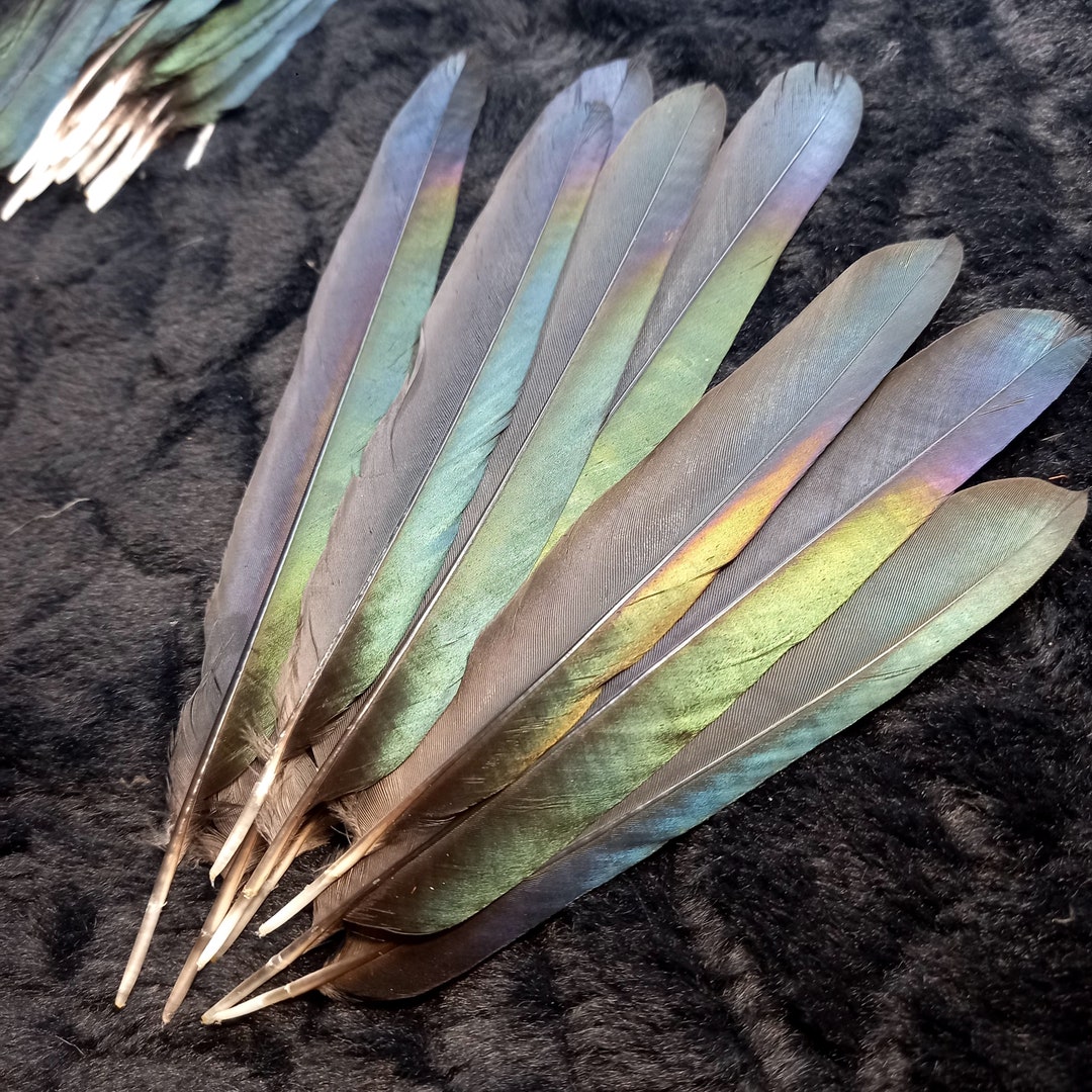 Magpie Tail Feathers - Natural Color: Iridescent Black (magpie) - Etsy