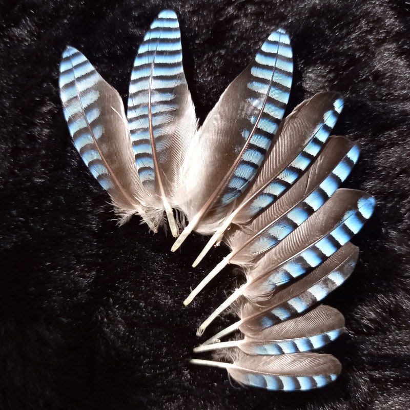 Blue Jay Feathers - Etsy