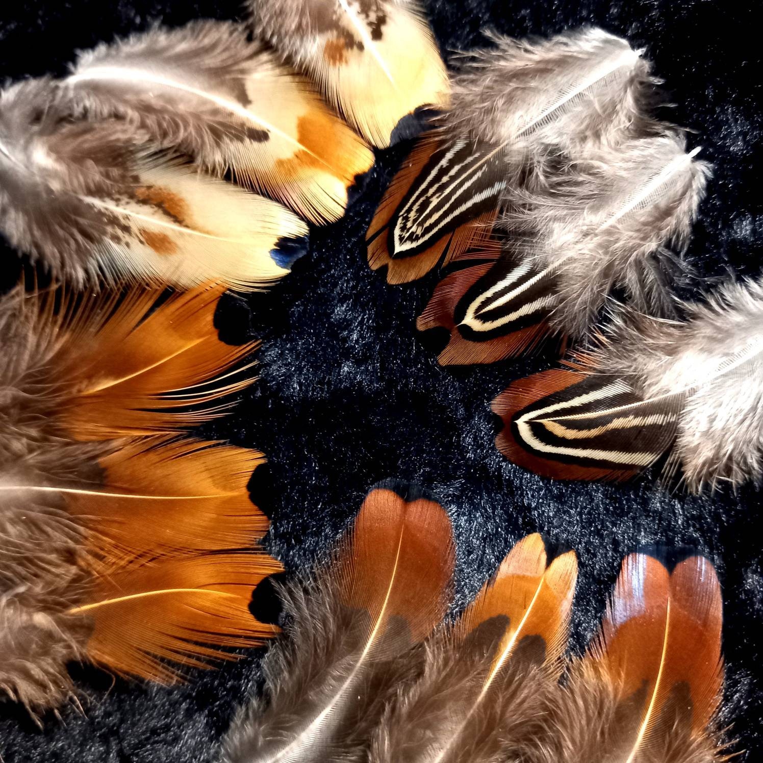 Brown Pheasant Feathers
