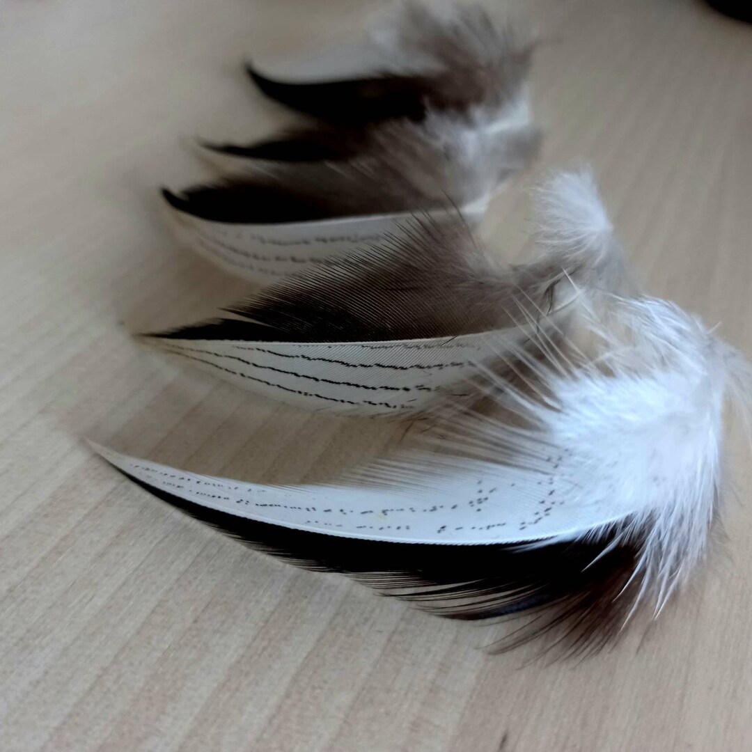 RARE - Silver Pheasant Feathers - Natural Colors: White and Black ...