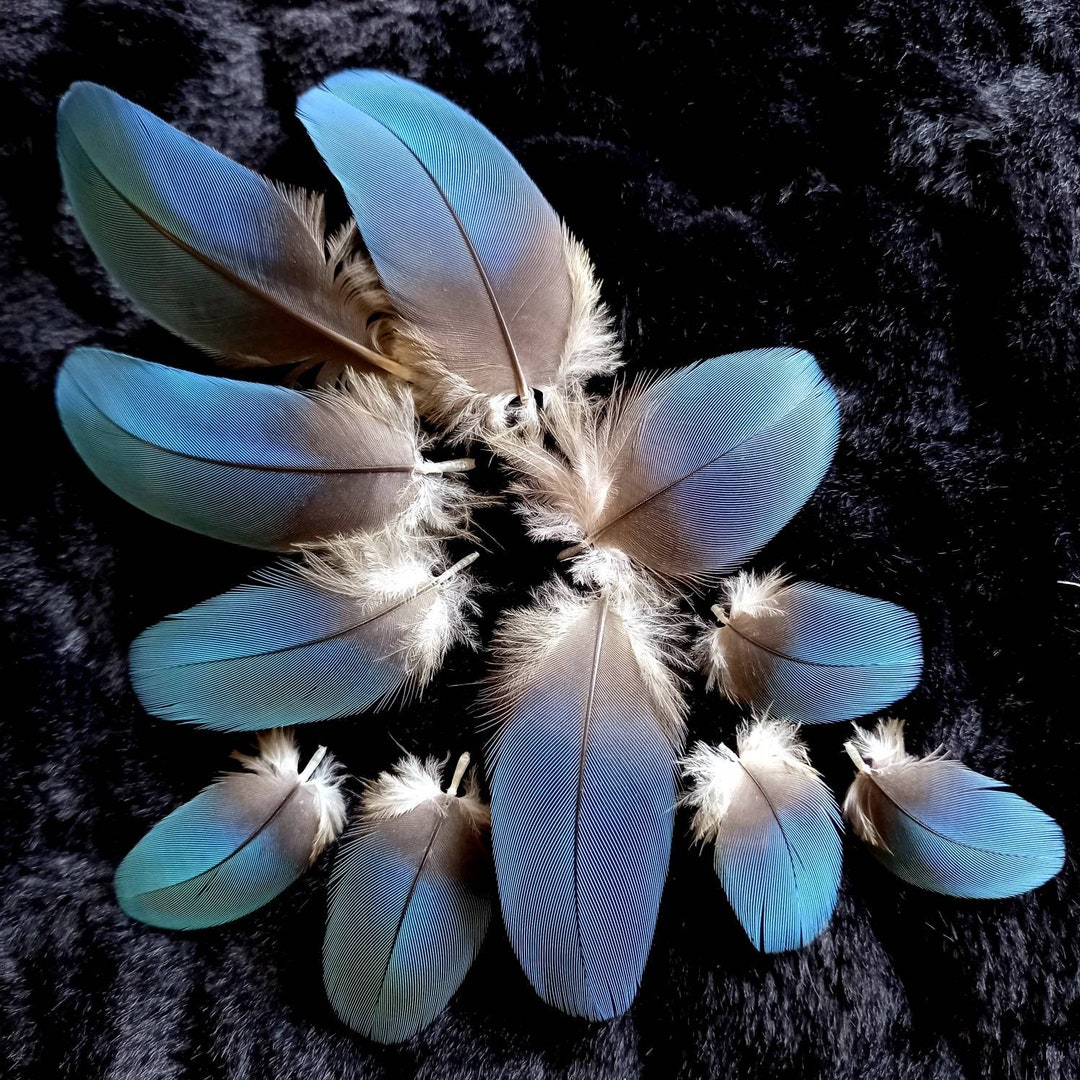 Rounded Parrot Feathers Natural Color n7.2: Turquoise Blue, Cyan Blue ...