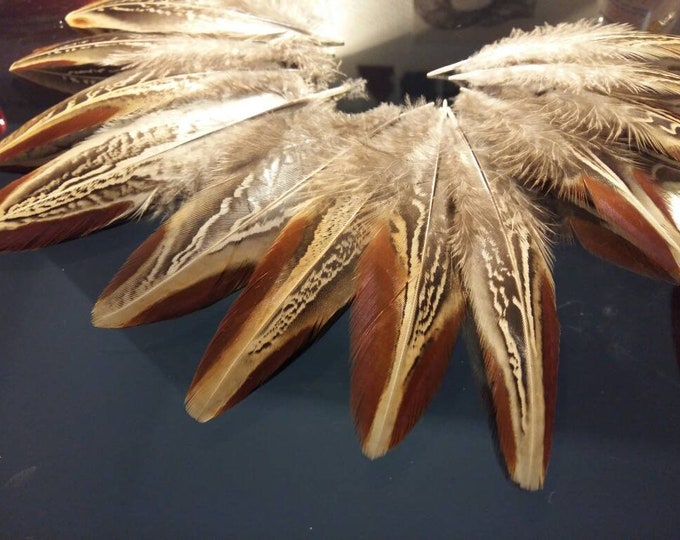Ring-necked Pheasant Feathers n10 Natural Colors: Gray and Brown Fly ...