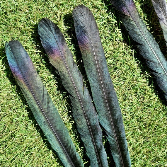 Magpie Tail Feathers Natural Color: Iridescent Black - Etsy