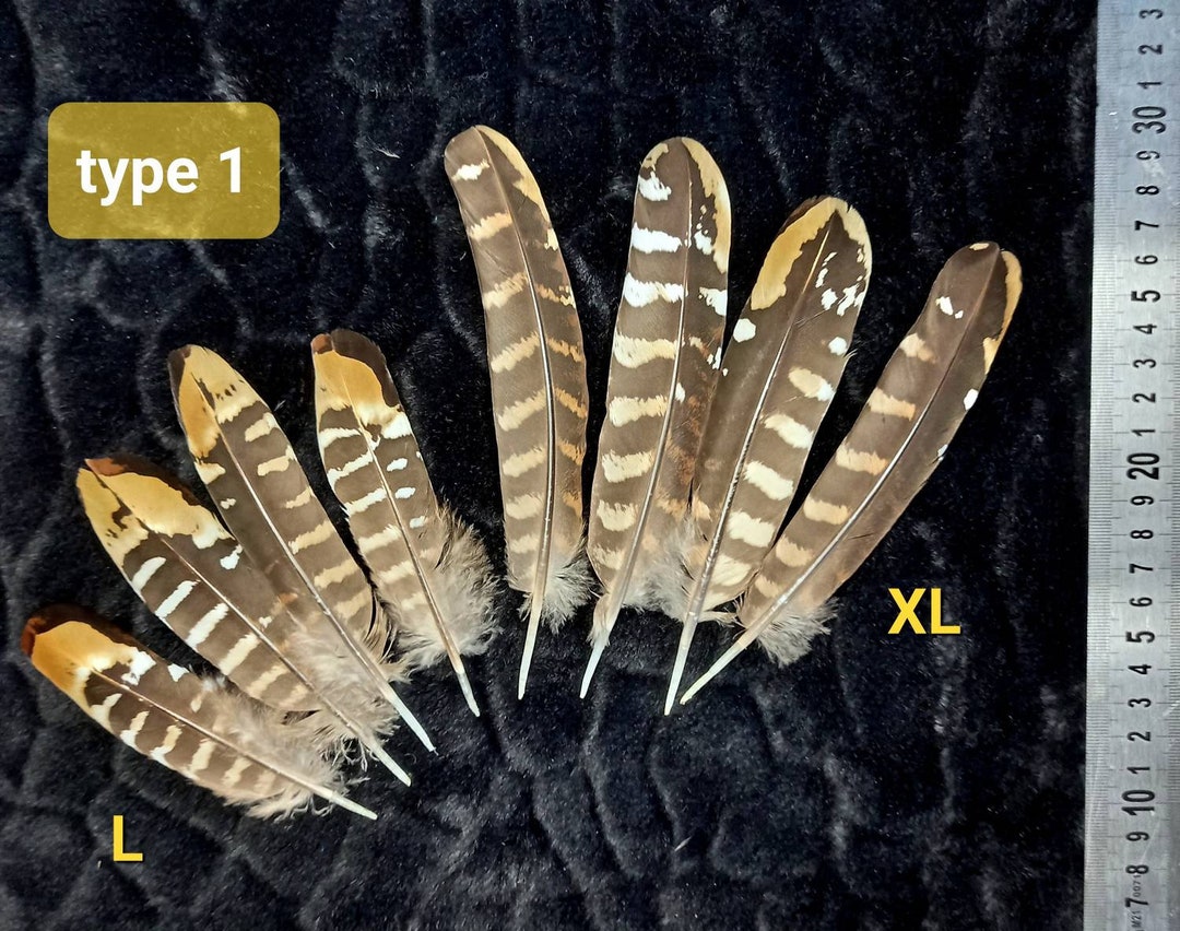 Large Pheasant Wing and Tail Feathers 1/2 colchid, Venerated, Golden ...