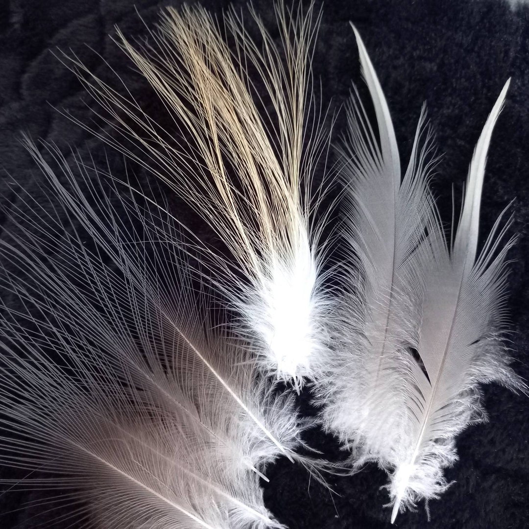 Pairs and Lots of Large Heron Feathers nxl Color: Natural Gray, Beige ...
