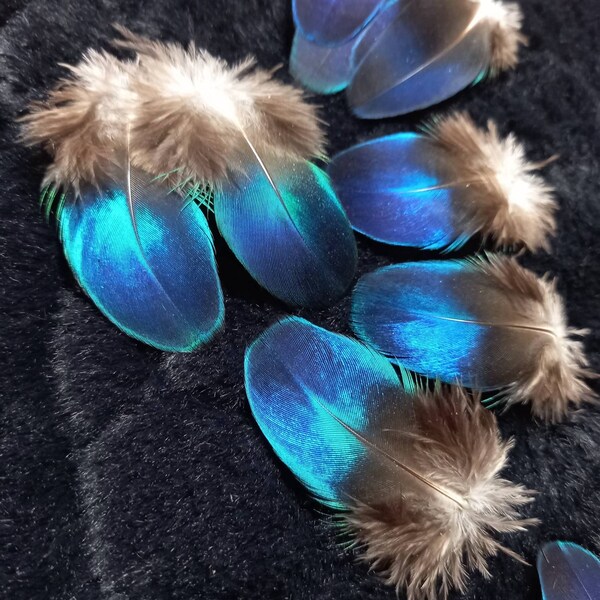 Iridescent Feathers - Etsy