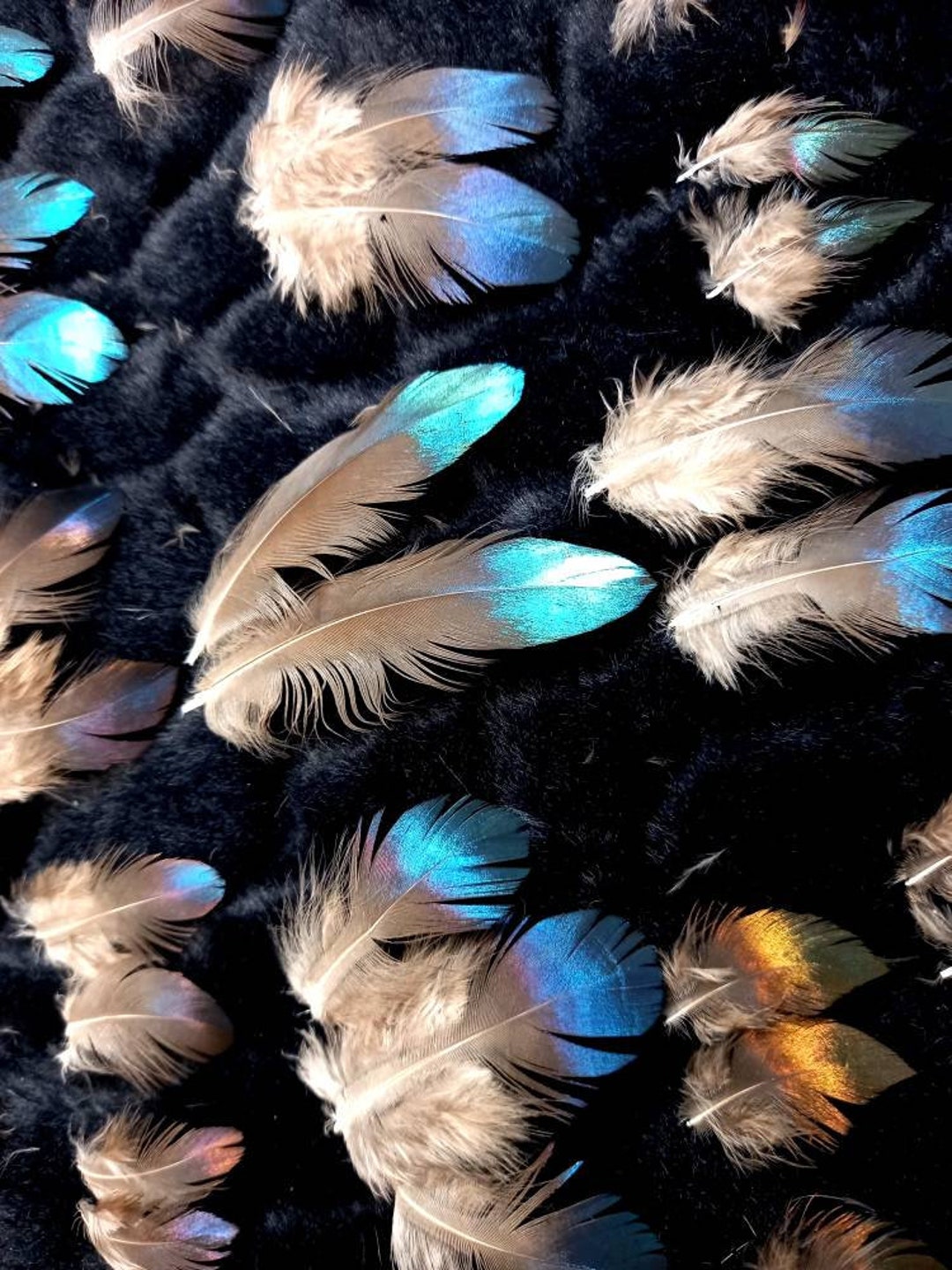 VERY RARE - Exceptional Feathers of the Lophophore - Impeyan ...