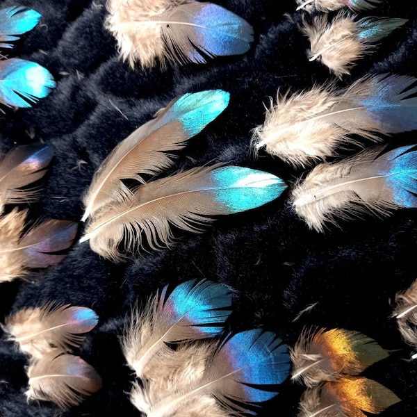 Rare Bird Feathers - Etsy