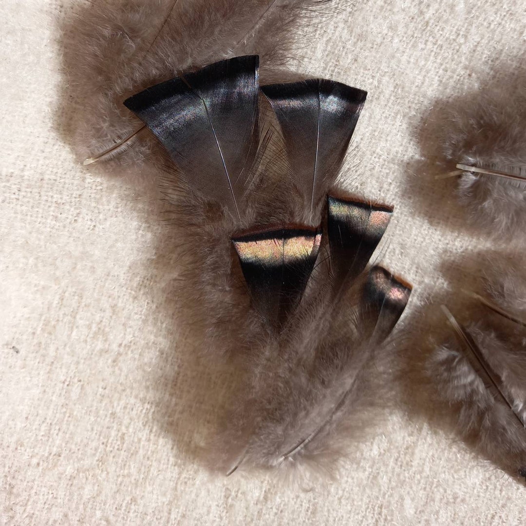 Pairs and Lots of Large American Turkey Feathers (n2) - Natural Color ...