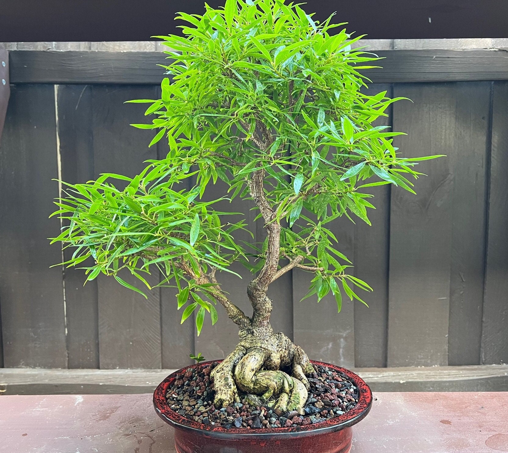 Ficus Nerifolia Bonsai