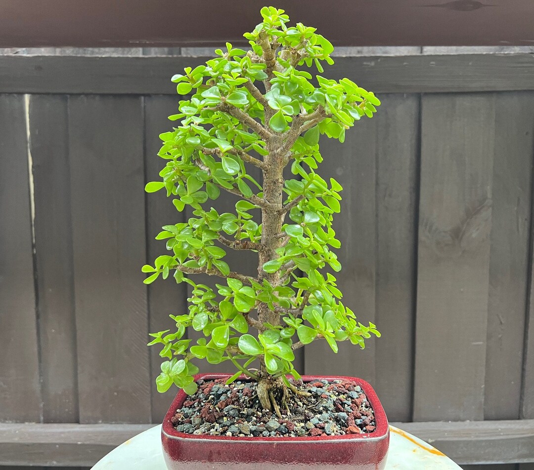 Dwarf Jade in 7-inch Ceramic Bonsai Pot Small Jade, Portulacaria Afra ...