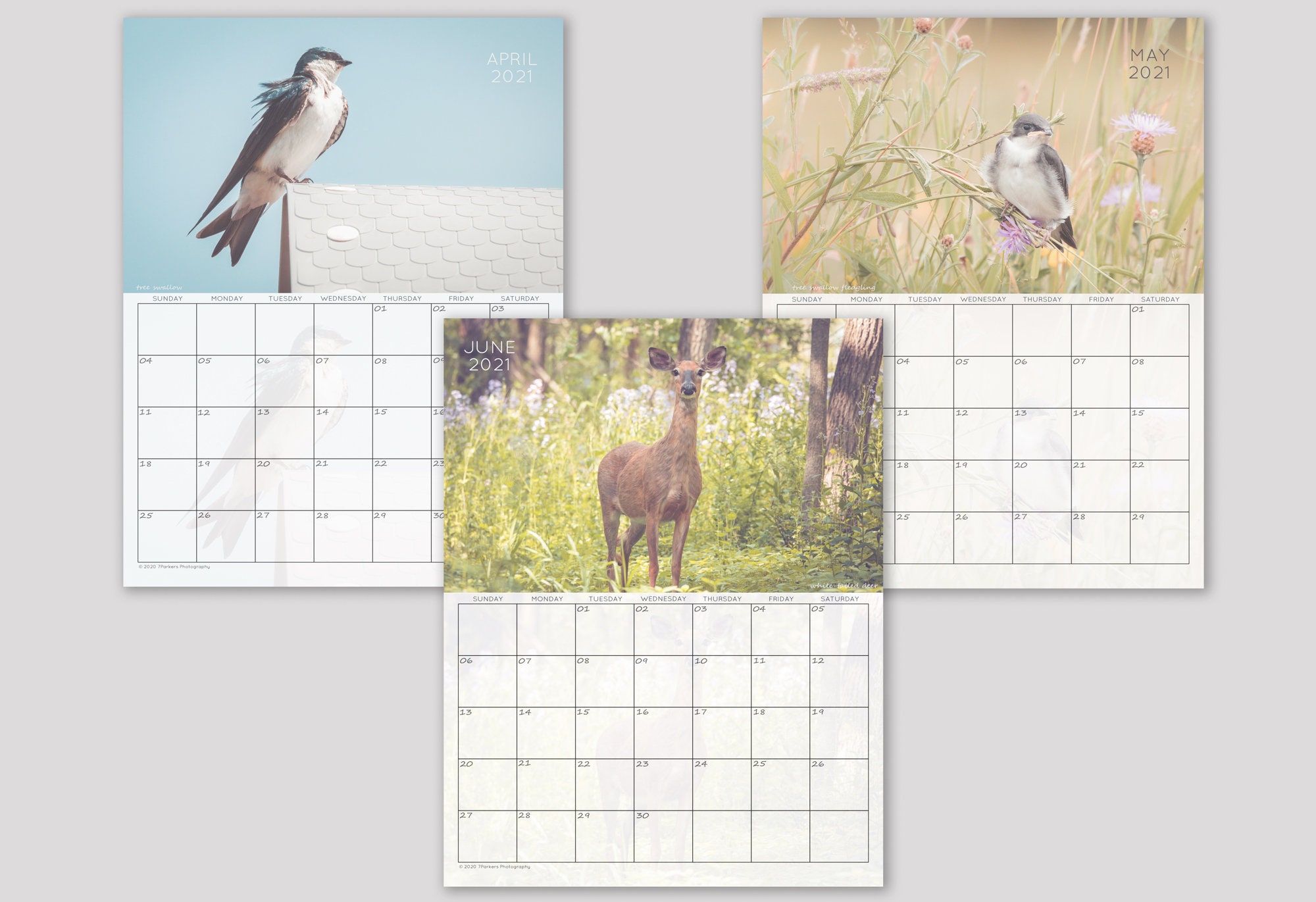 2021 Wall Calendar Bird & Wildlife Calendar for Home and | Etsy