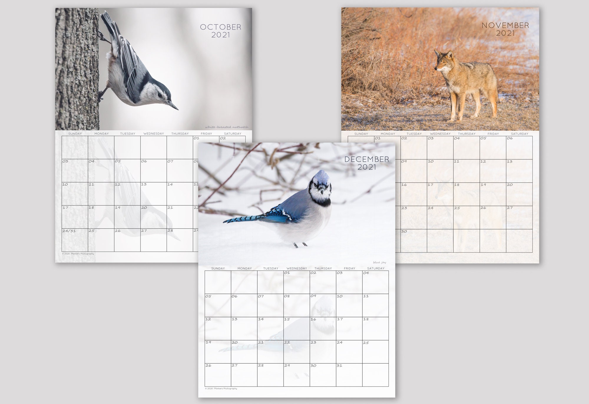 2021 Wall Calendar Bird & Wildlife Calendar for Home and | Etsy