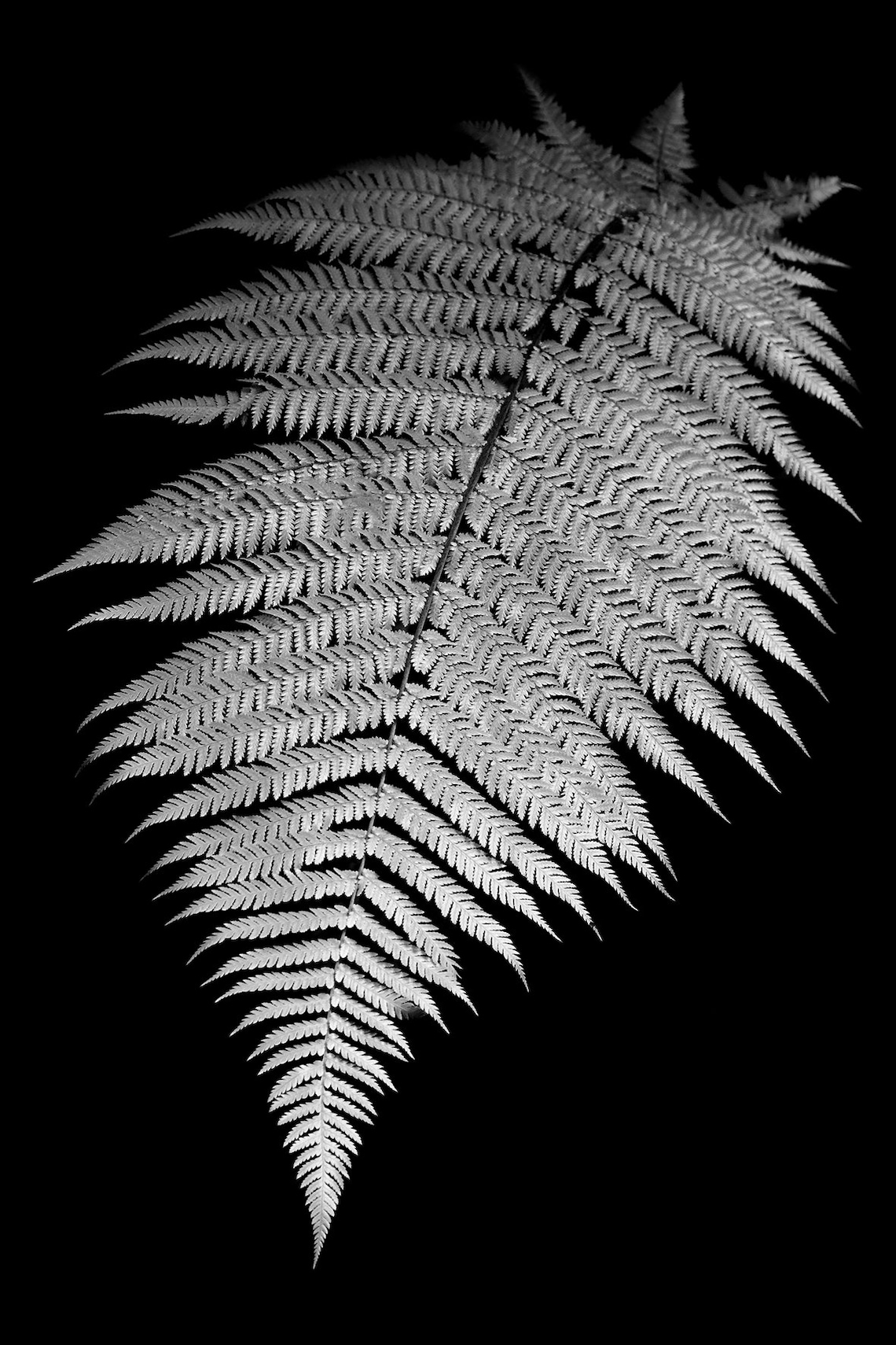 59 x 39 Huge Silver Fern New Zealand photo black | Etsy
