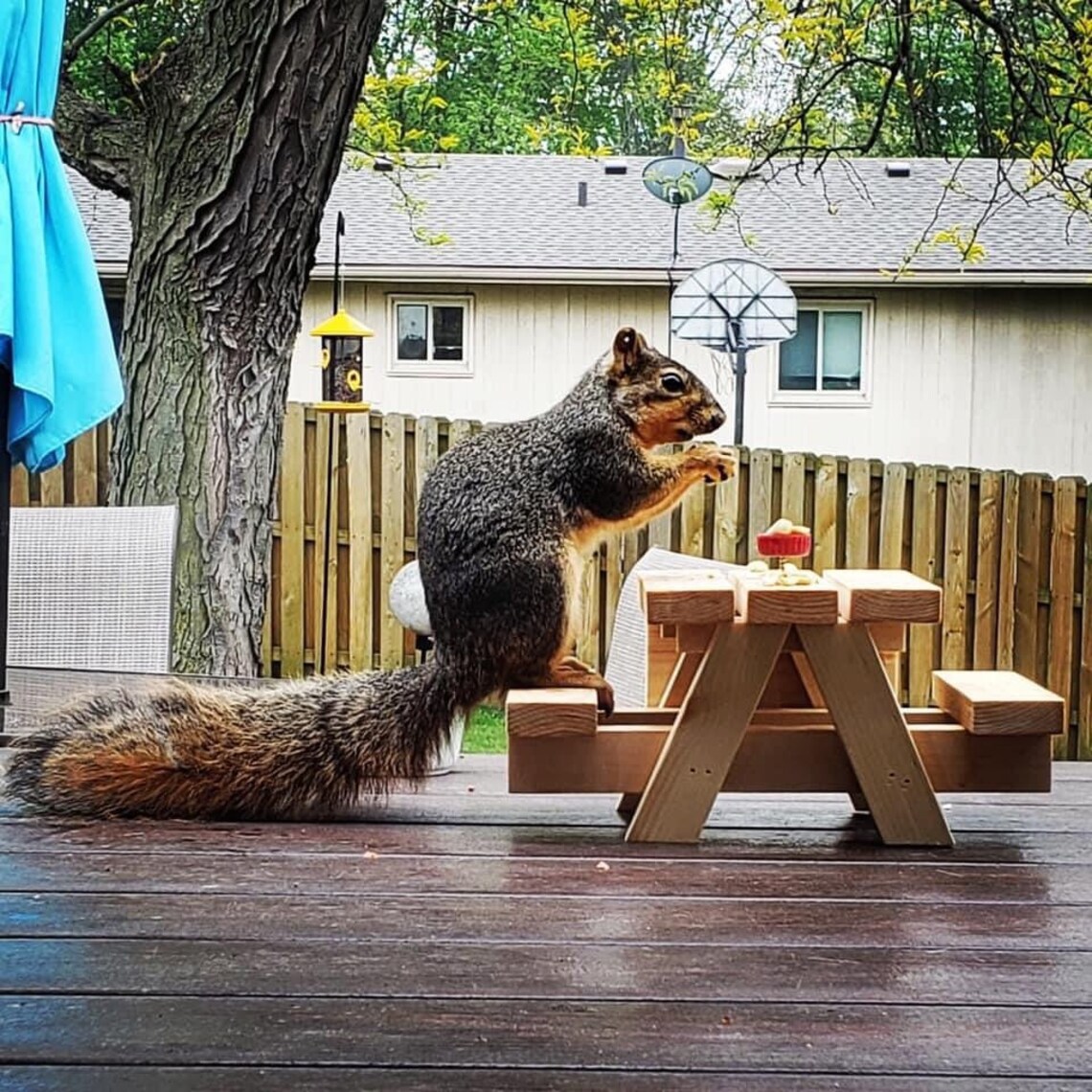 Squirrel Feeder Table Feeder Picnic Table Feeder Picnic | Etsy