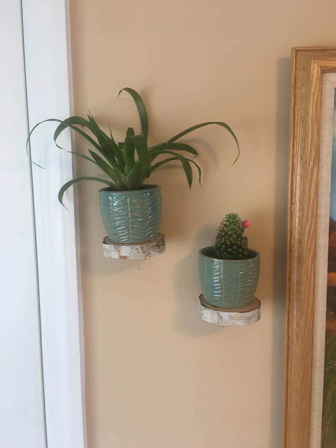 White Bark Birch Wood Slice Floating Plant Shelf Set of Two Perfect for ...