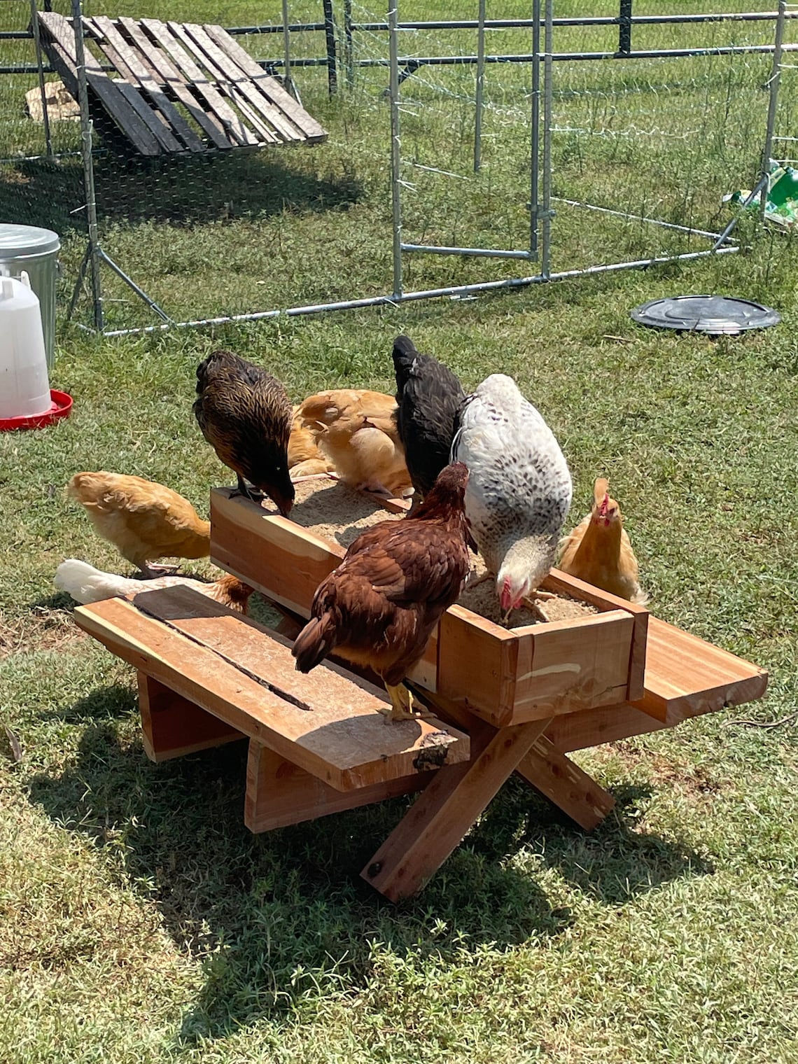 Chicken Feeder Picnic Table Handmade/made to Order Cedar Local Wood ...
