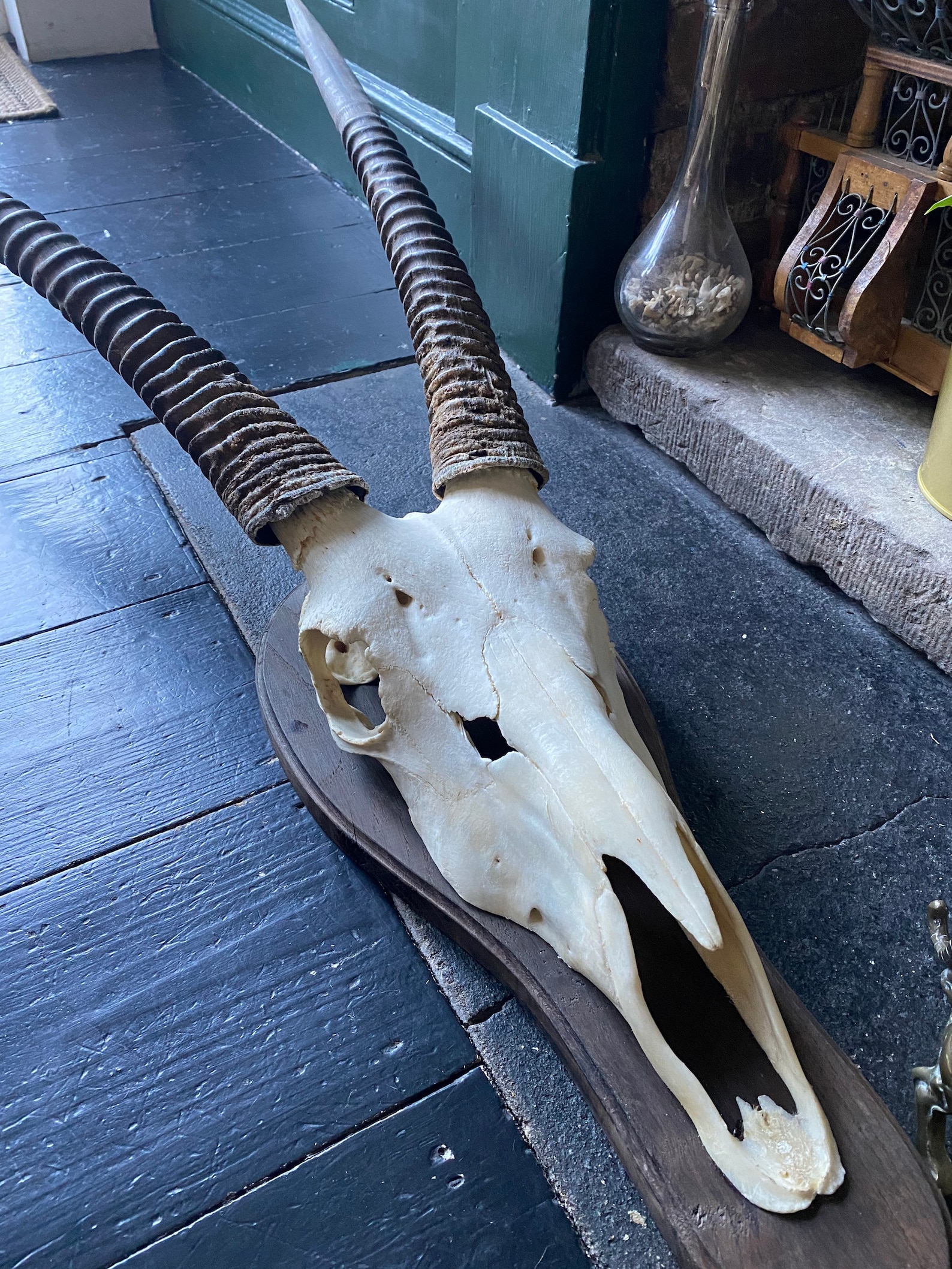 Great African Oryx skull mount with horns. Trophy skull curios | Etsy