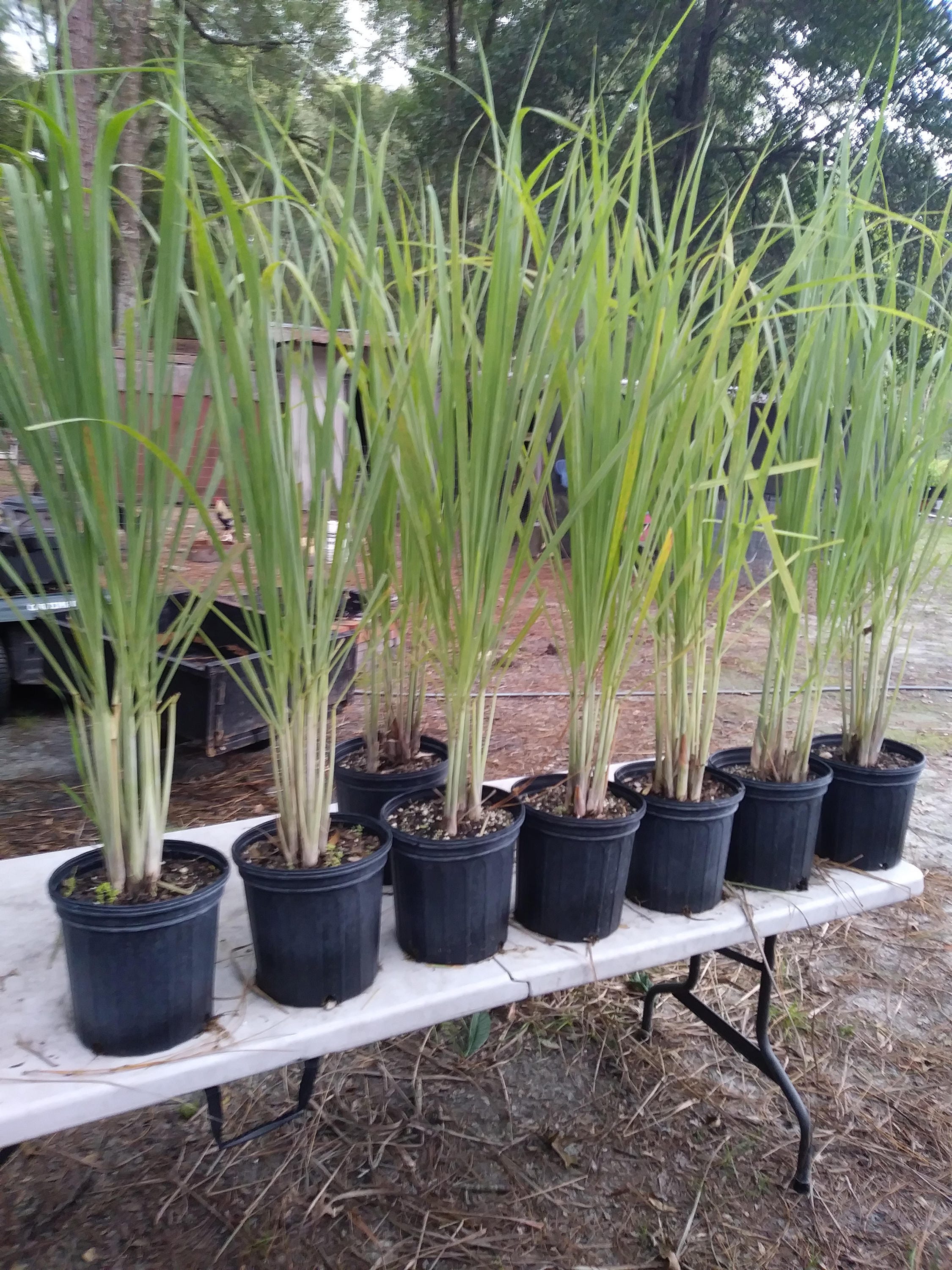 Citronella Grass Lemongrass Lemon Grass 10 Growing Plants Etsy