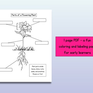 Flowering Plant Labeling Printable Worksheet Activity for Kindergarten ...