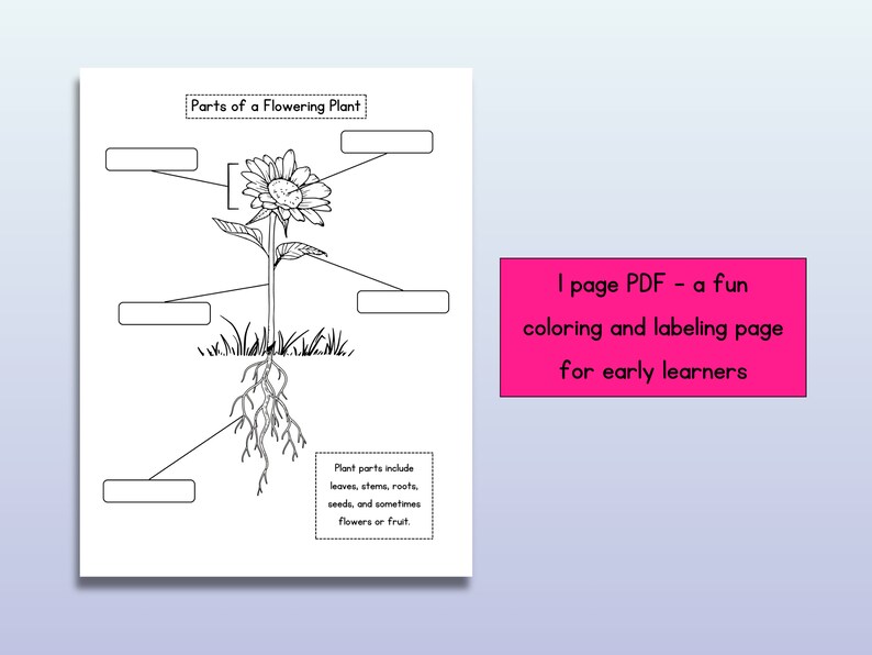 Flowering Plant Labeling Printable Worksheet Activity for Kindergarten ...