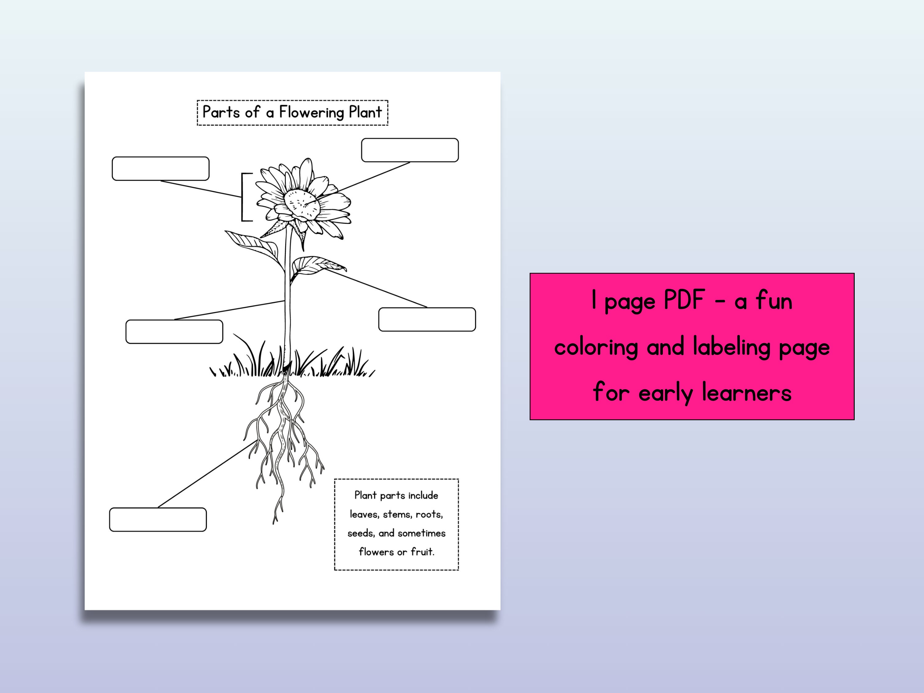 Flowering Plant Labeling Printable Worksheet Activity for Kindergarten ...