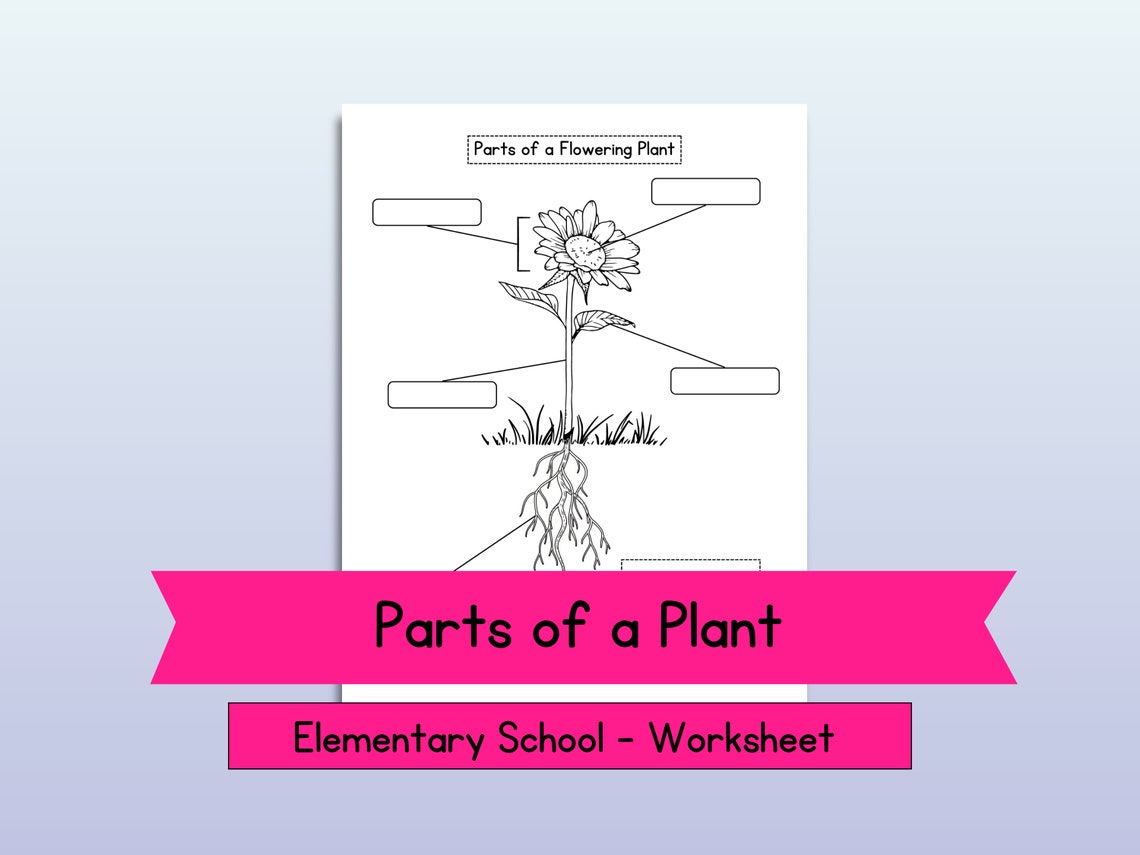 Flowering Plant Labeling Printable Worksheet Activity for Kindergarten ...
