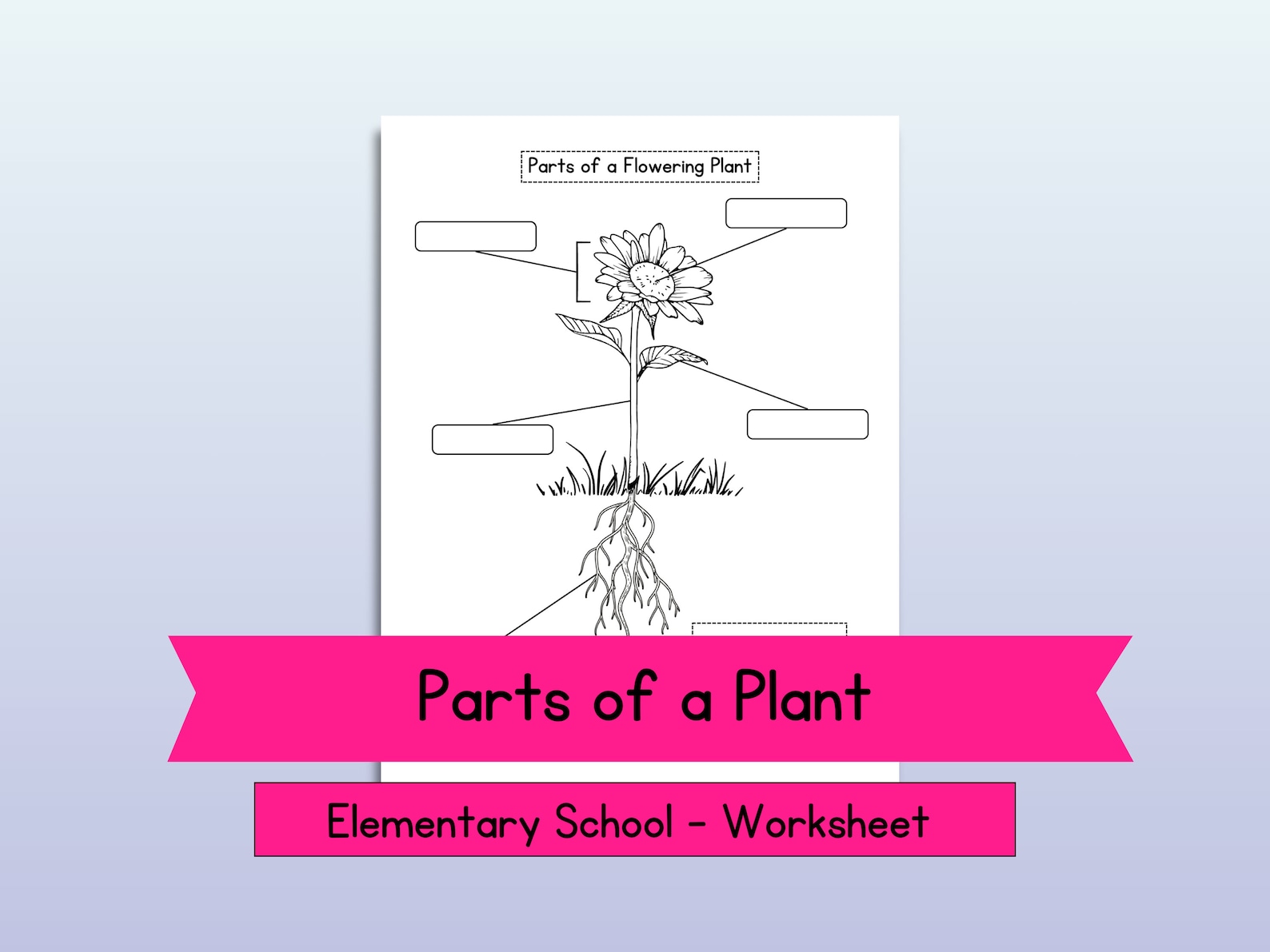 Flowering Plant Labeling Printable Worksheet Activity for Kindergarten ...