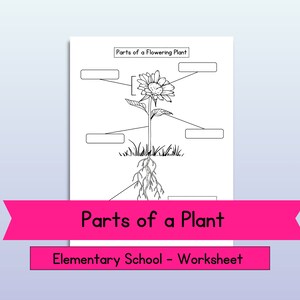 Flowering Plant Labeling Printable Worksheet Activity for Kindergarten ...