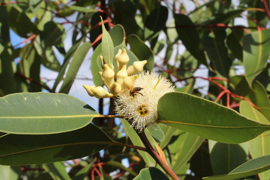 300 Eucalyptus robusta Seeds, swamp mahogany Seeds, Swamp messmate tree ...
