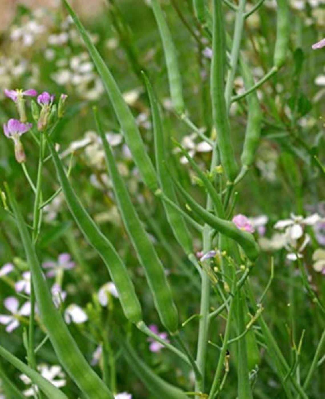 50 Mogri Vegetable Seeds Rat's Tail Radish Seedsmogri - Etsy