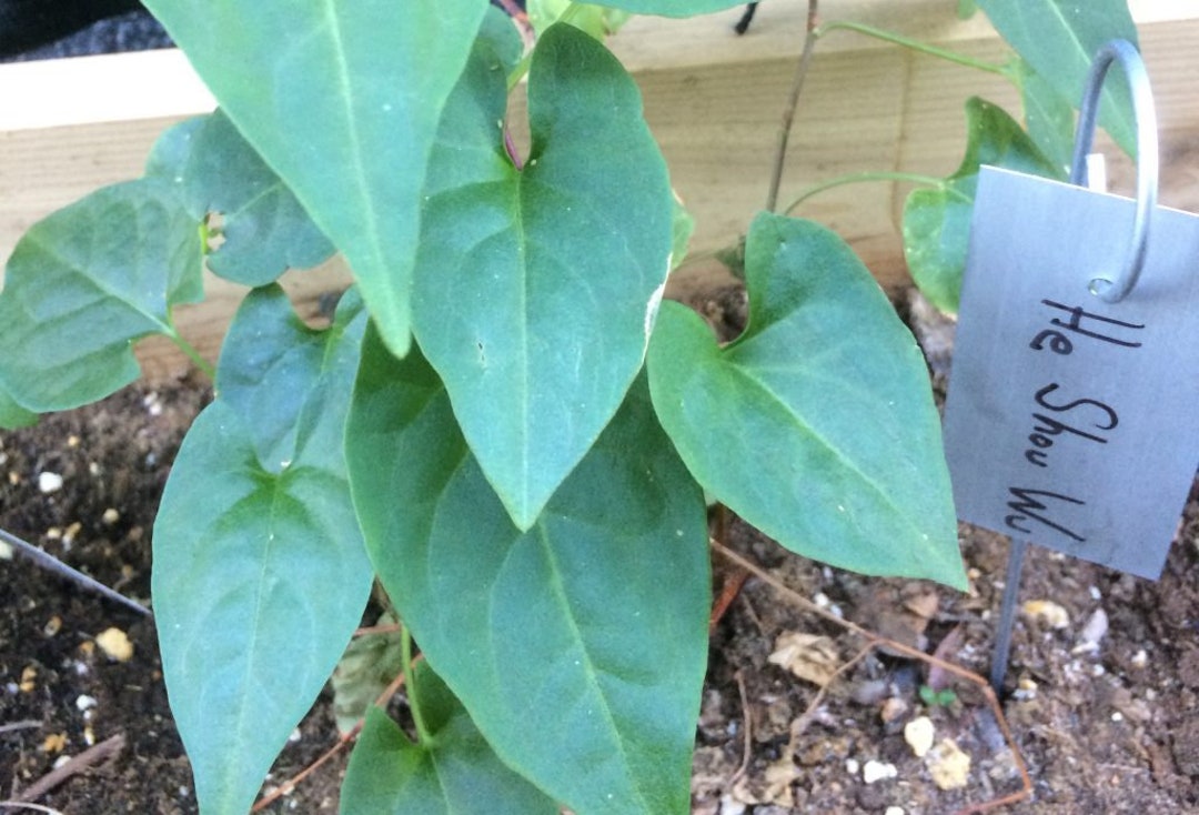 50 Polygonum Multiflorum Seeds ,fo-ti Seeds. Ho Shou Wu ,.fleece Flower ...