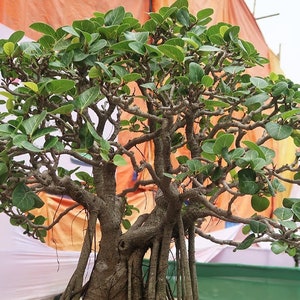 200 Ficus Infectoria Seeds Pilkhan Tree Seedswhite Fig - Etsy Australia
