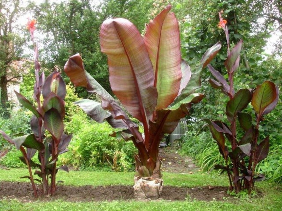 5 Musa Ensete Red Banana Seeds , Abyssinian Banana, Ethiopian Banana ...