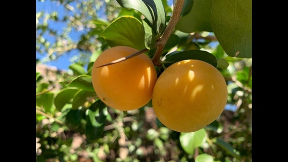 20 Dovyalis Caffra Seeds Kei-appel Seeds Umkokola Kei Apple - Etsy