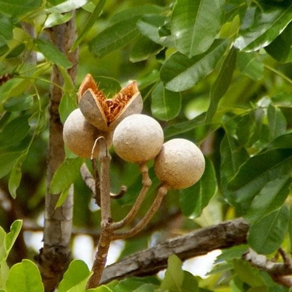 Semilla De Caoba