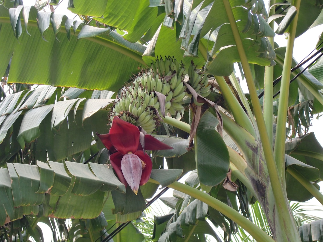 25 Musa Acuminata Seeds , Musa Seeds , Banana Seeds , Musa Seeds - Etsy ...