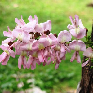 200 Gliricidia Sepium Seeds, Madre De Cacao Seeds, Mexican Lilac ...